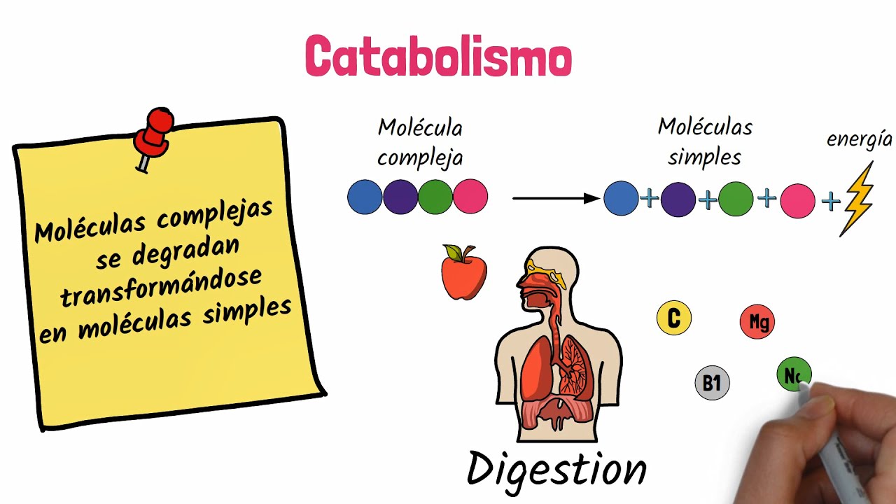 Anabolismo y Catabolismo