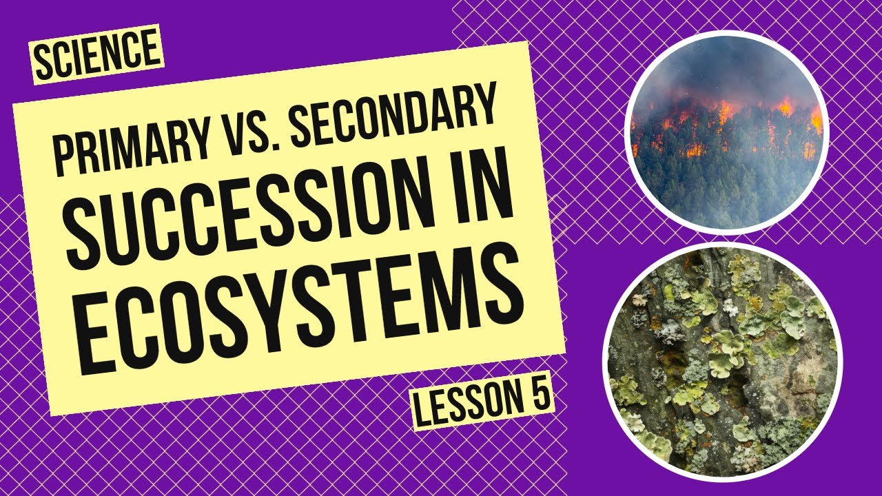 Primary vs. Secondary Succession: How Ecosystems Recover Over Time