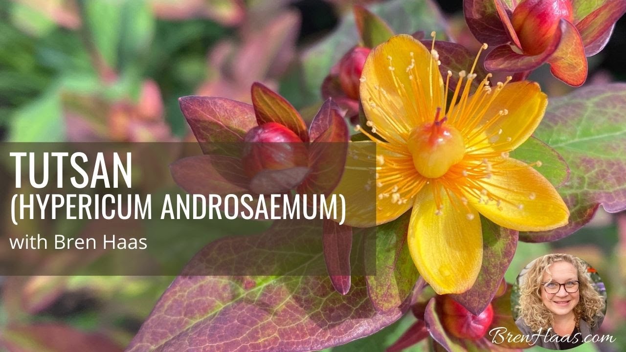 Tutsan (Hypericum Androsaemum) Plant Review