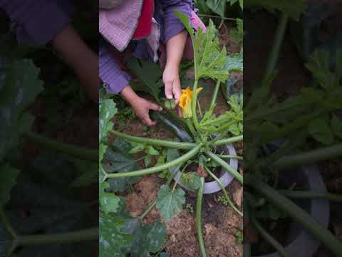 Garten Quick Tipp - Zucchini Anbau @gartengemuesekiosk #shorts
