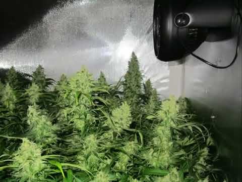 Y Griega (Medical Seeds): cultivo