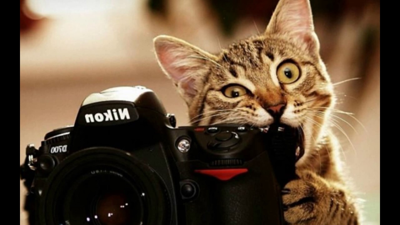 Funny Cat Wallpaper ep 1