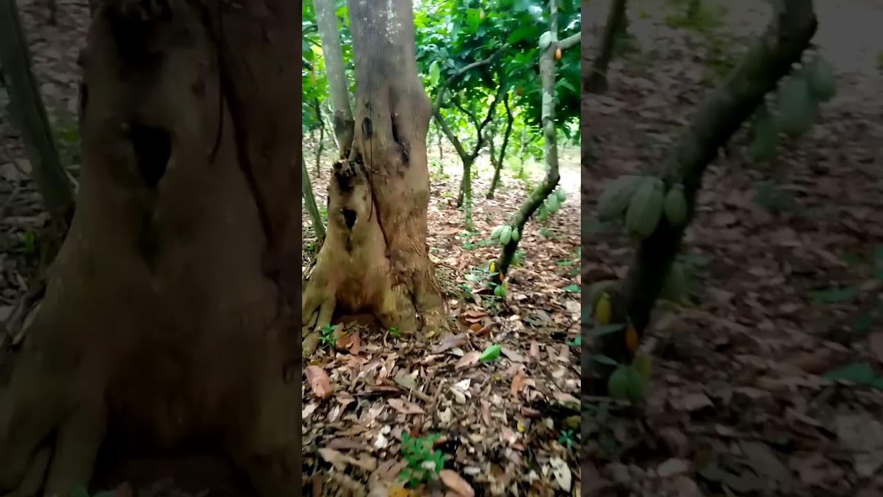 Ghana cocoa trees