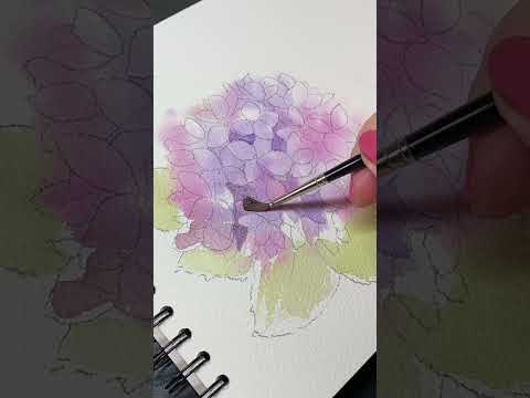 Watercolor a hydrangea inflorescence