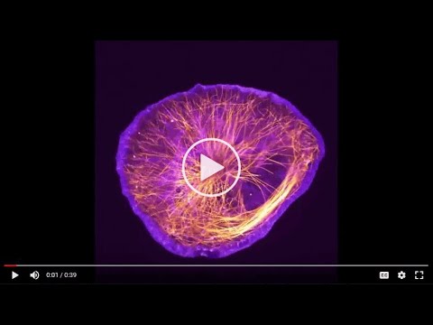 2019 Green Fluorescent Protein Image and Video Contest