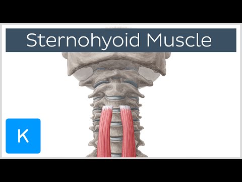Origin and Insertion of the Sternohyoid Muscle - Human Anatomy | Kenhub