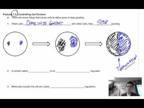Cell Cycle Regulation