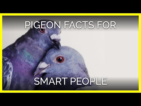 Pigeon Facts for Smart People