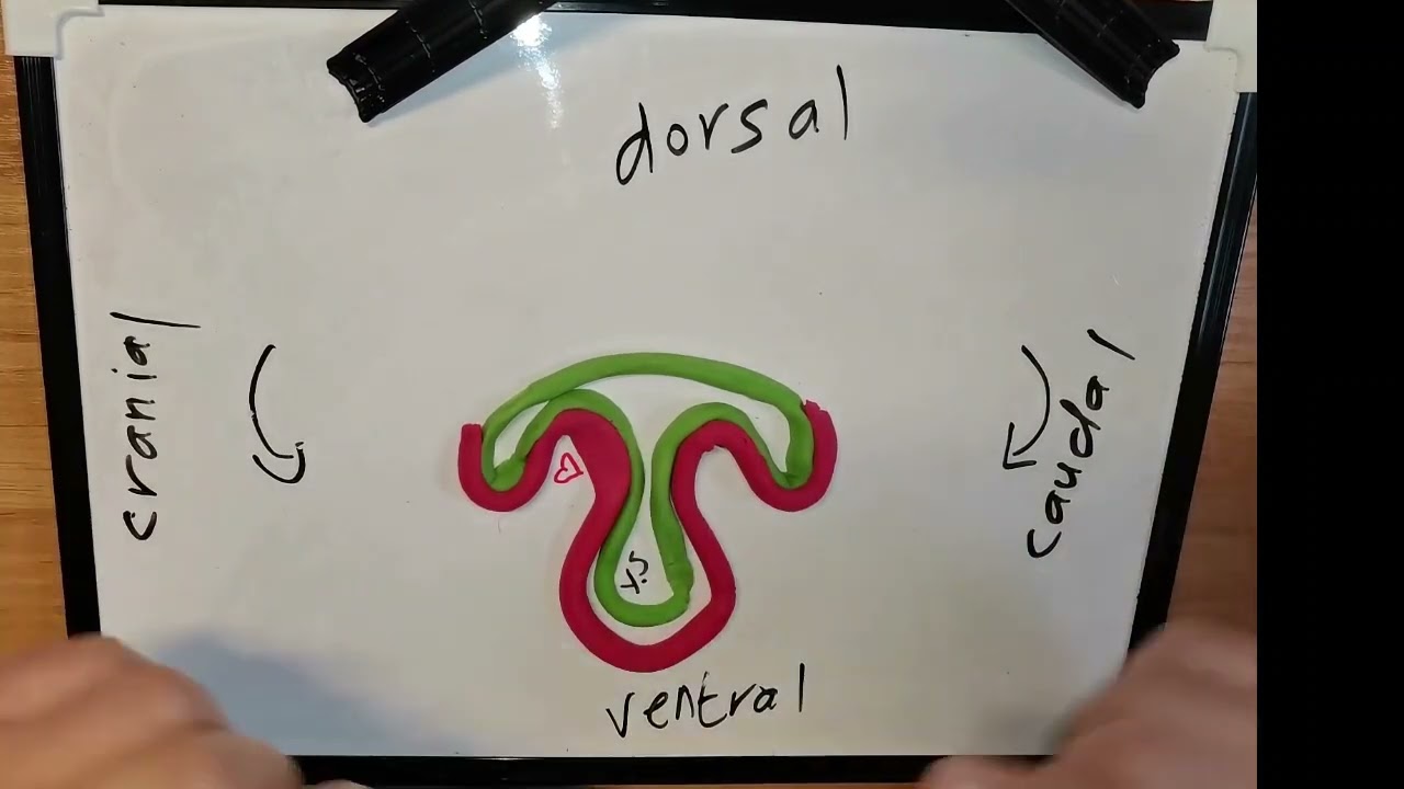 The Septum Transversum