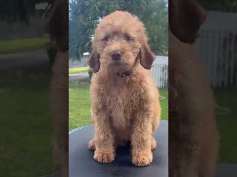 Labradoodle Female Puppy For Sale Quality Parents Shipping AVAILABLE #puppy #doglover #labradoodle