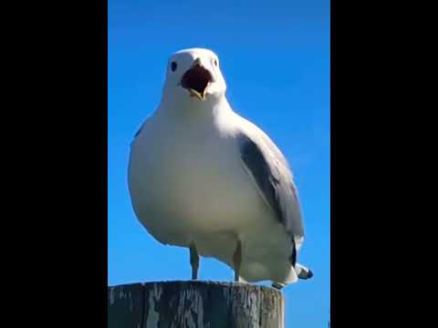 Screaming Seagull