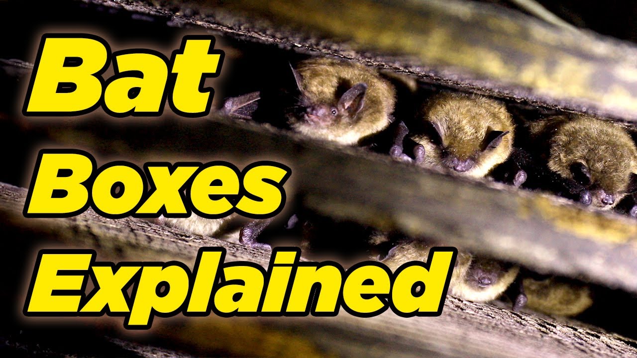 Supporting Alberta's Bats: The Role of Bat Boxes in Conservation