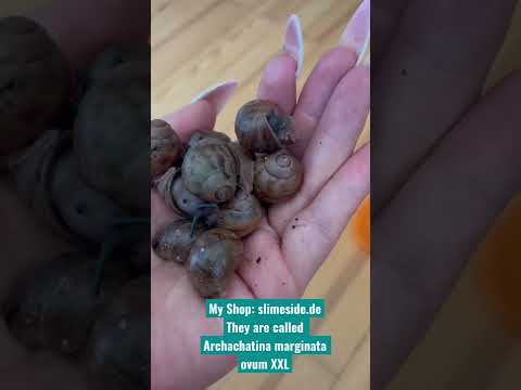 Buy a XXL snail #snail #giantafricanlandsnail #snails #shorts