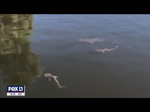 Sharks escaping red tide fill West Florida canals