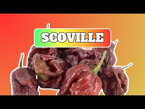 Trinidad Scorpion Chocolate Pepper on the Scoville Scale