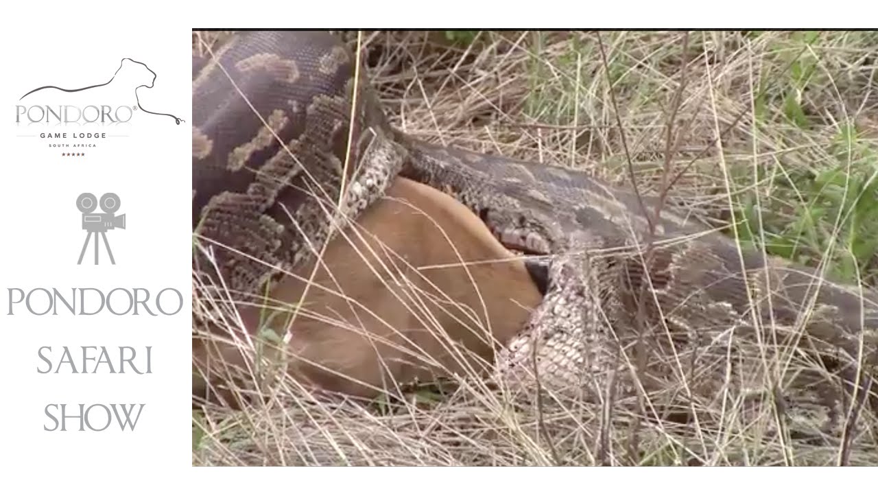 Huge python swallows an impala