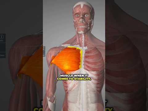 Did you know this about the pec major?