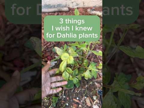 Dahlia tubers care