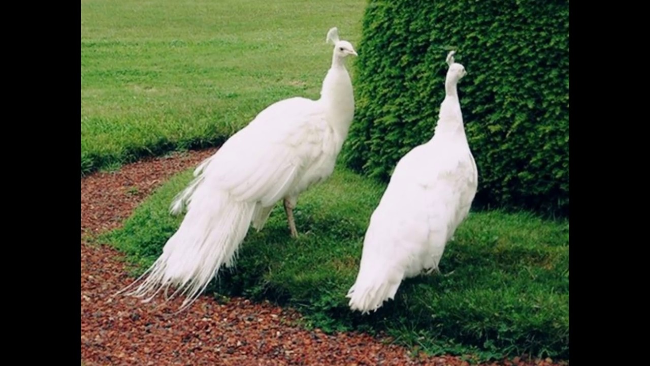 Most Downloaded Peacock Wallpapers - Full HD wallpapers