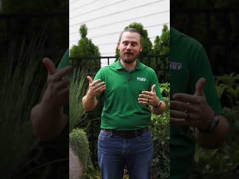 When should I fertilize my shrubs?