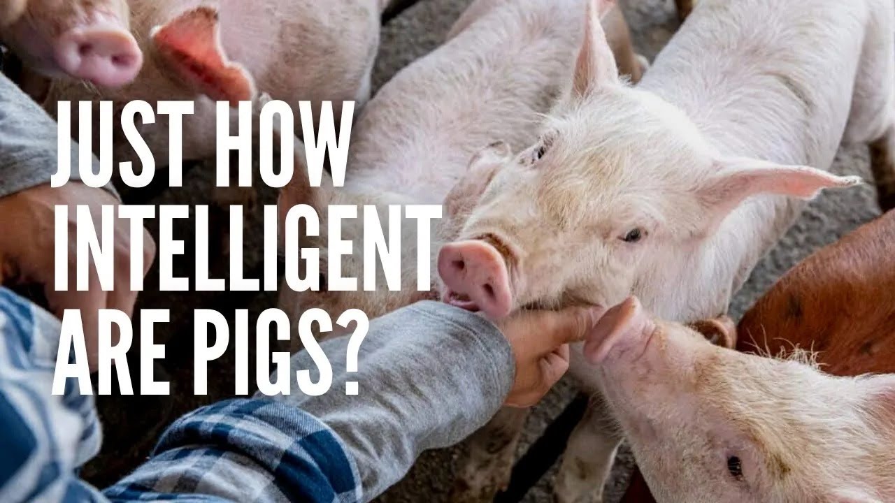 How Intelligent Are Pigs?