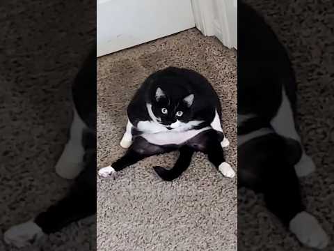 πfunny animal videos that i found for you #51π