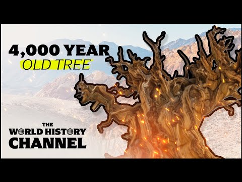 Methuselah Tree: The World's Oldest Tree | The Curse Of The Methuselah