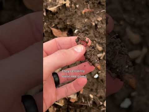 Saving hundreds of rare roots from destruction #nature