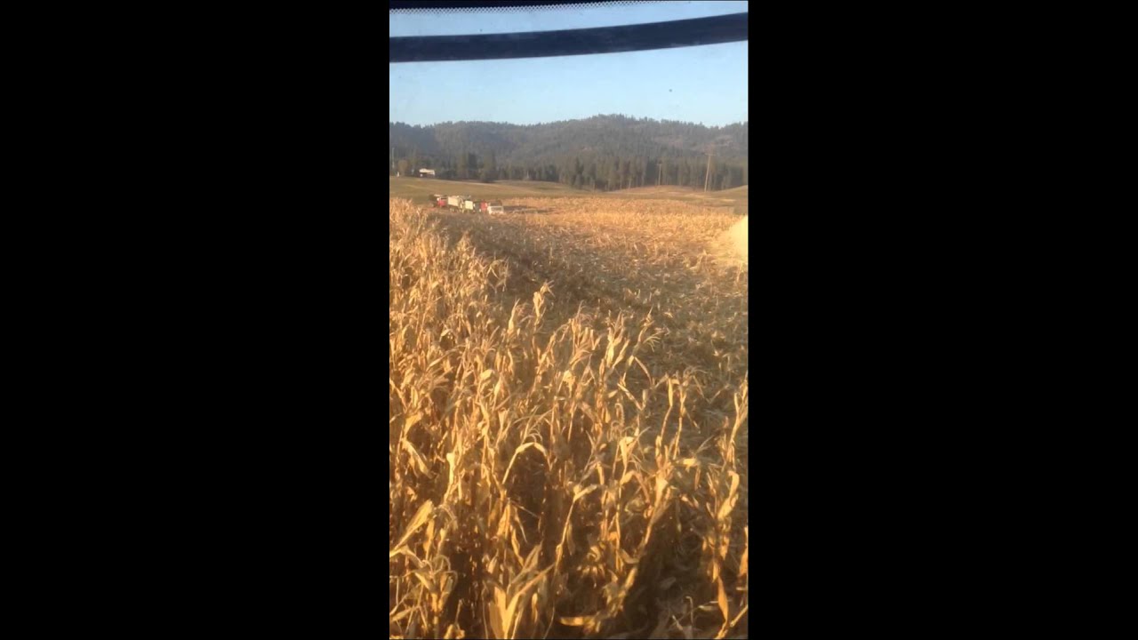2013 north idaho corn harvest with case Ih 8120