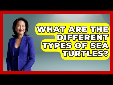 What Are The Different Types Of Sea Turtles? - The Marine Life Explorer