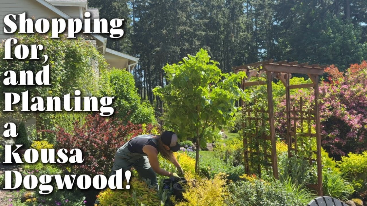 Shopping For (and Planting) a Kousa Dogwood! // Zone 8b 