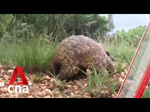 Scientists find coronaviruses in bats, pangolins across Asia