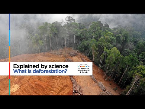 What is deforestation?