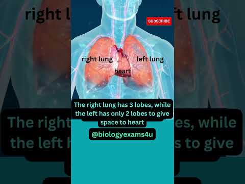 Why Left lung is smaller than Right Lung? #humanbody #biologyexams4u