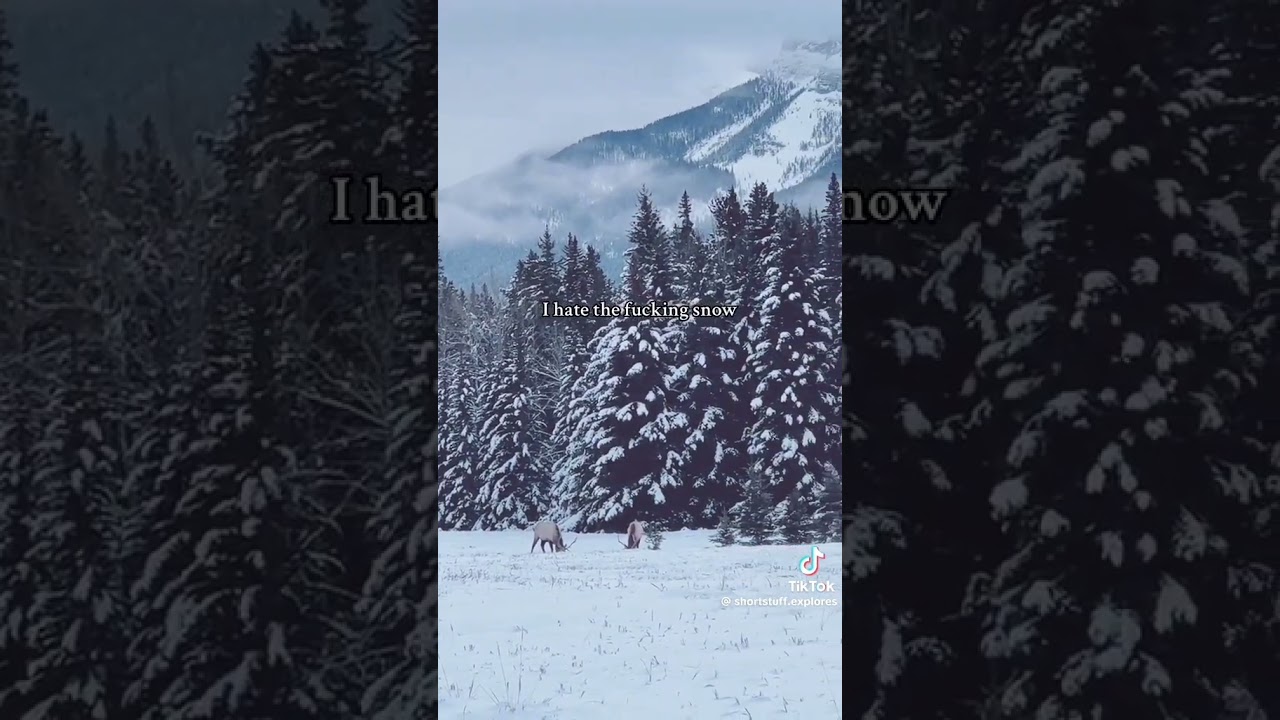 It's beginning to look a lot like fuck this🎵🎶❄️🥶