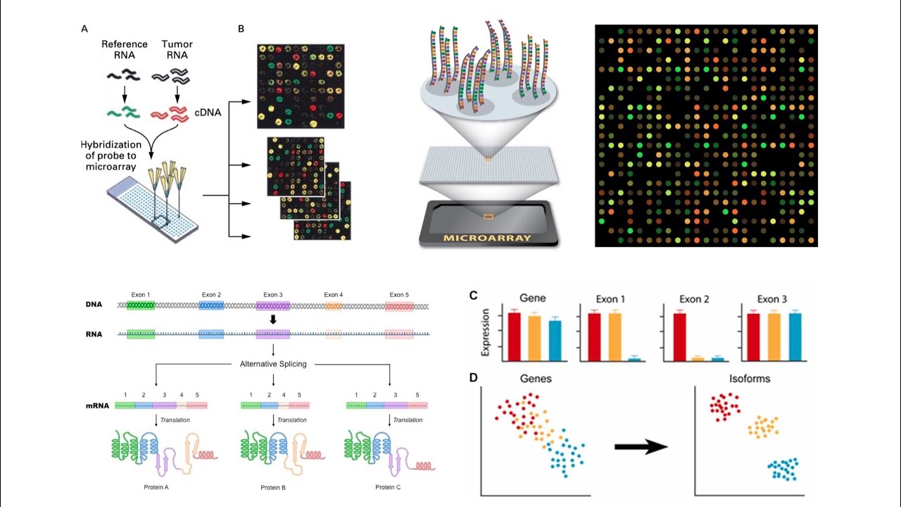 Summer Virtual Training in Bioinformatics and Data Science
