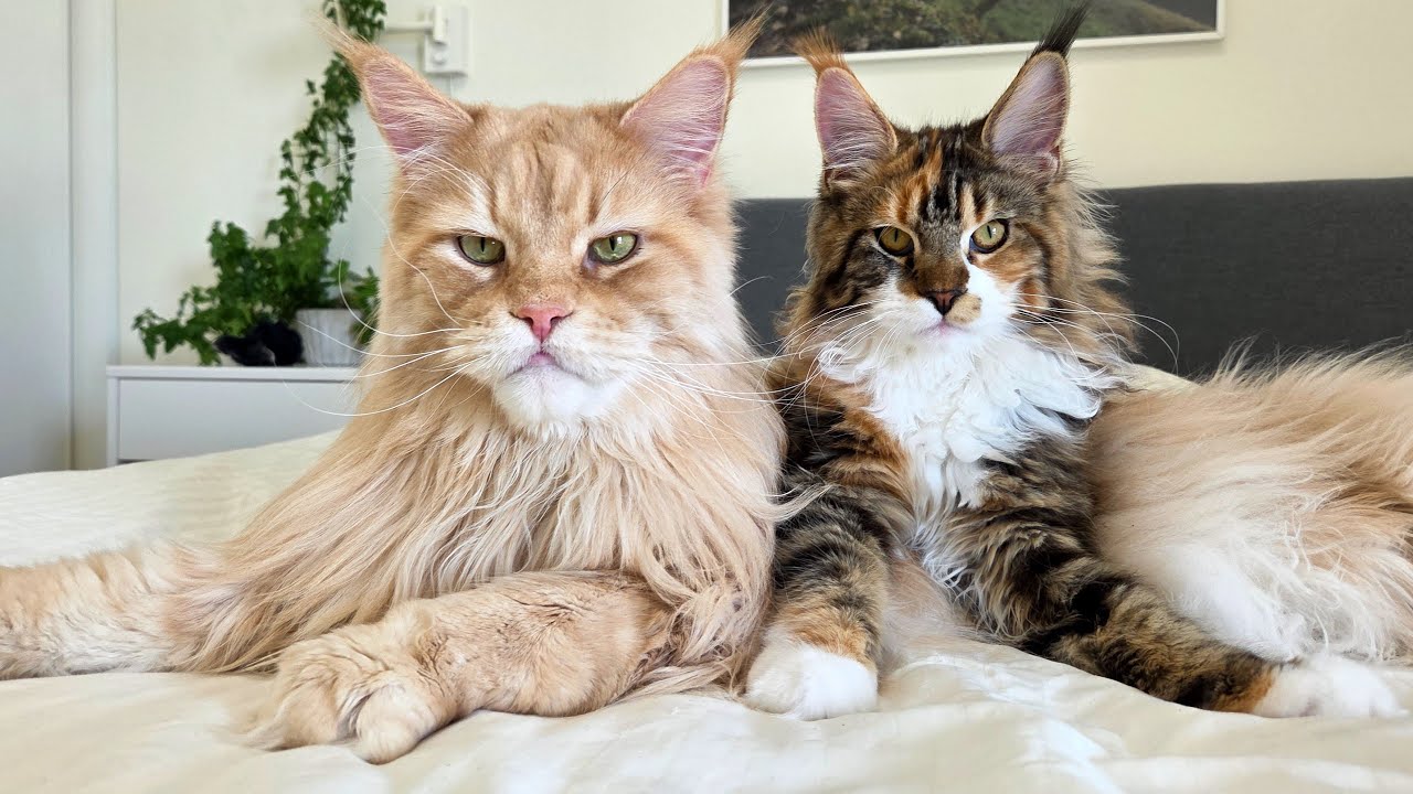 Kitten Iris and Uncle Buster - Cuddle Time!