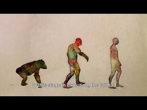 The Tale of the Lost Tail: Why Humans Don't Have Tails?