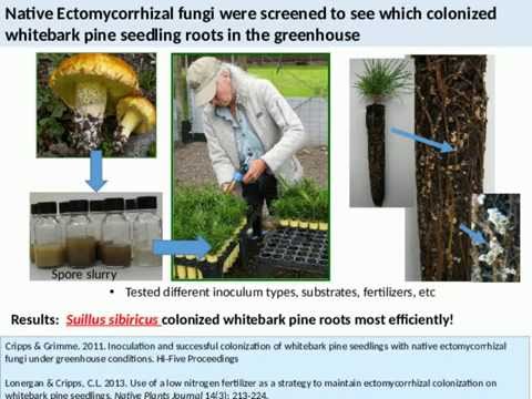 Inoculation of Whitebark Pine Seedlings with Native Ectomycorrhizal Fungi