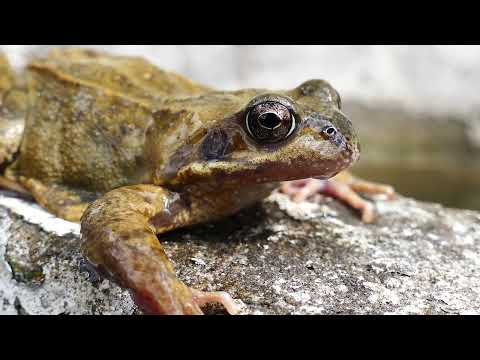 Frog - Nature Documentary
