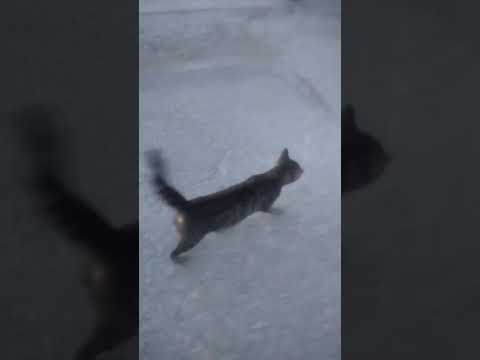 Dankbarer Logan (ALO) | Katze, EKH (Mischling, männlich, 1 Jahr)