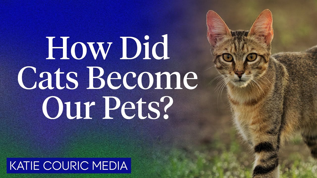 The Fascinating Evolution of Cats as Our Companions | Galaxy.ai