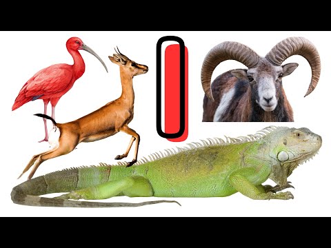 Fascinating World of Animals - Name of Animals That Start With I - English Mastery System