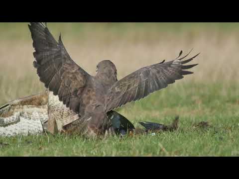 A Morning Out With Buzzards + Others.