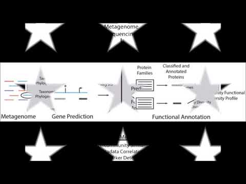 Metagenomics Data Analysis Services - 1010 Genome