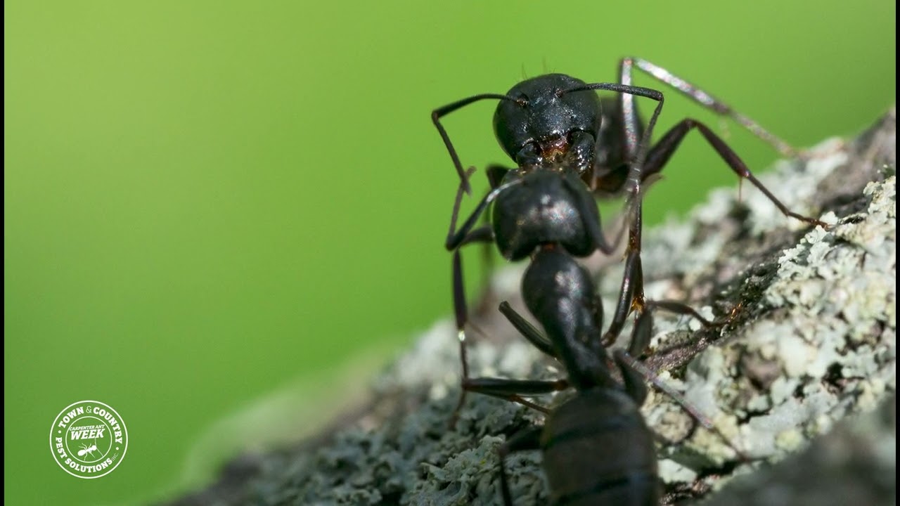 Carpenter Ant Week -  Trophallaxis