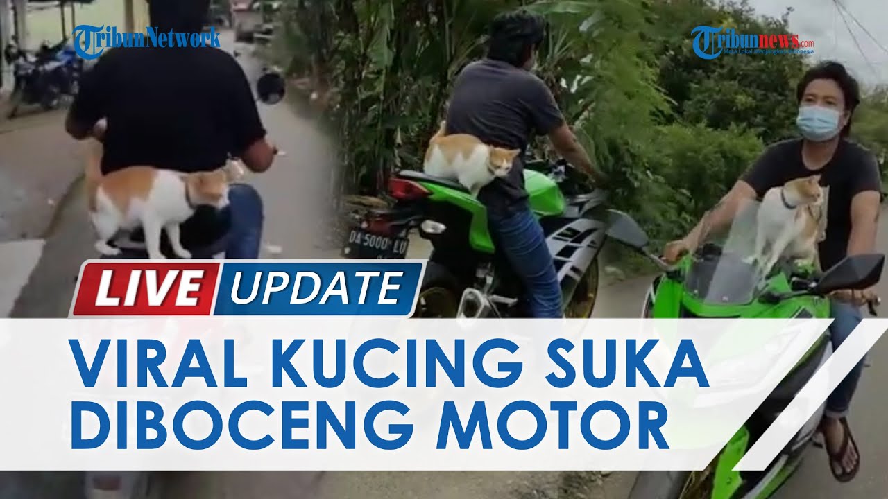 Viral Video Aksi Toren, Kucing Unik yang Suka Naik di Jok Belakang ...