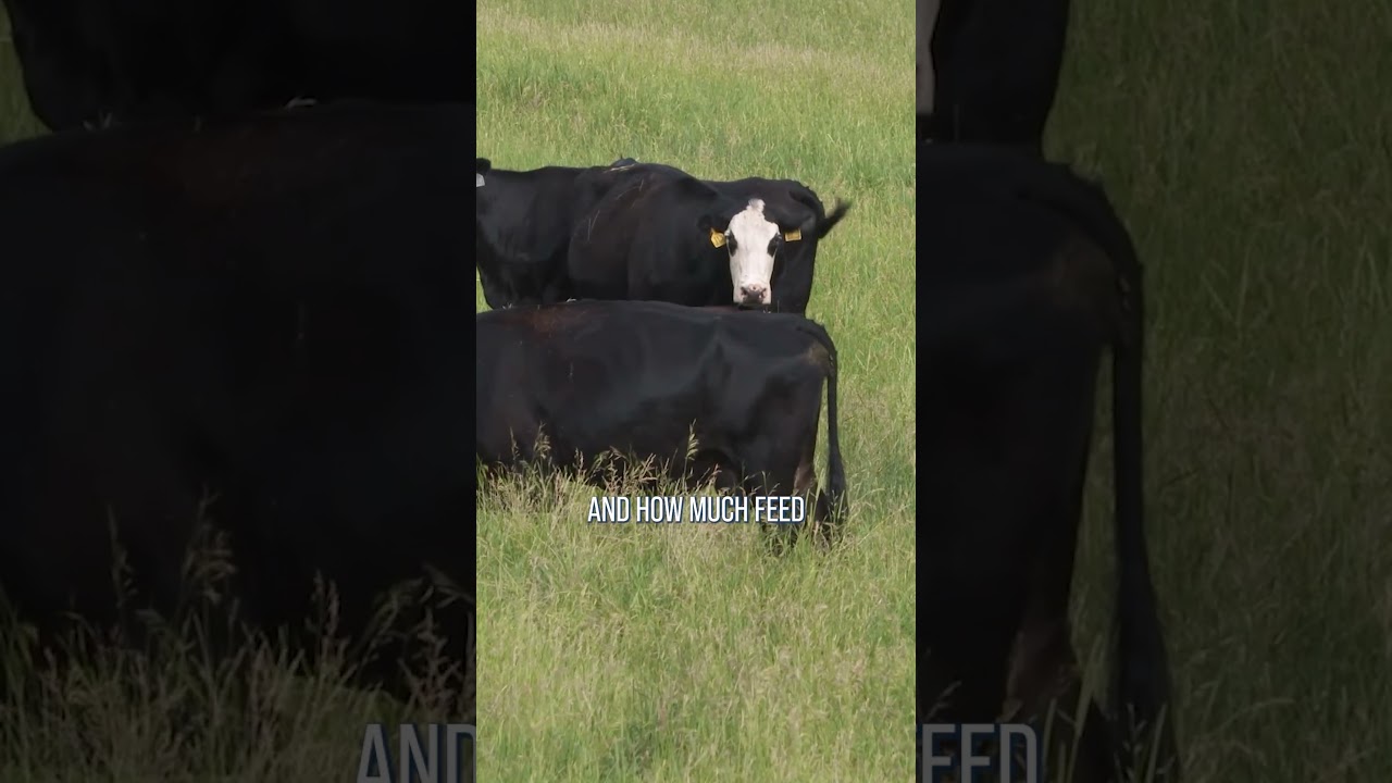 Rotationally graze your cattle for better pasture performance