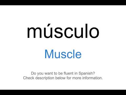 How to say "Muscle" in Spanish | músculo