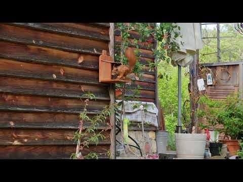 Unsere Eichhörnchen holen sich Walnüsse aus der Futterbox😋😋😋